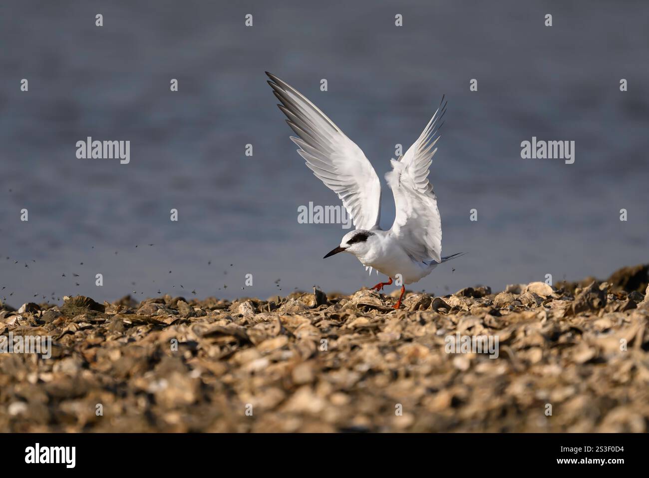 Forster's tern with wings open landing on a shell island, Aransas ...