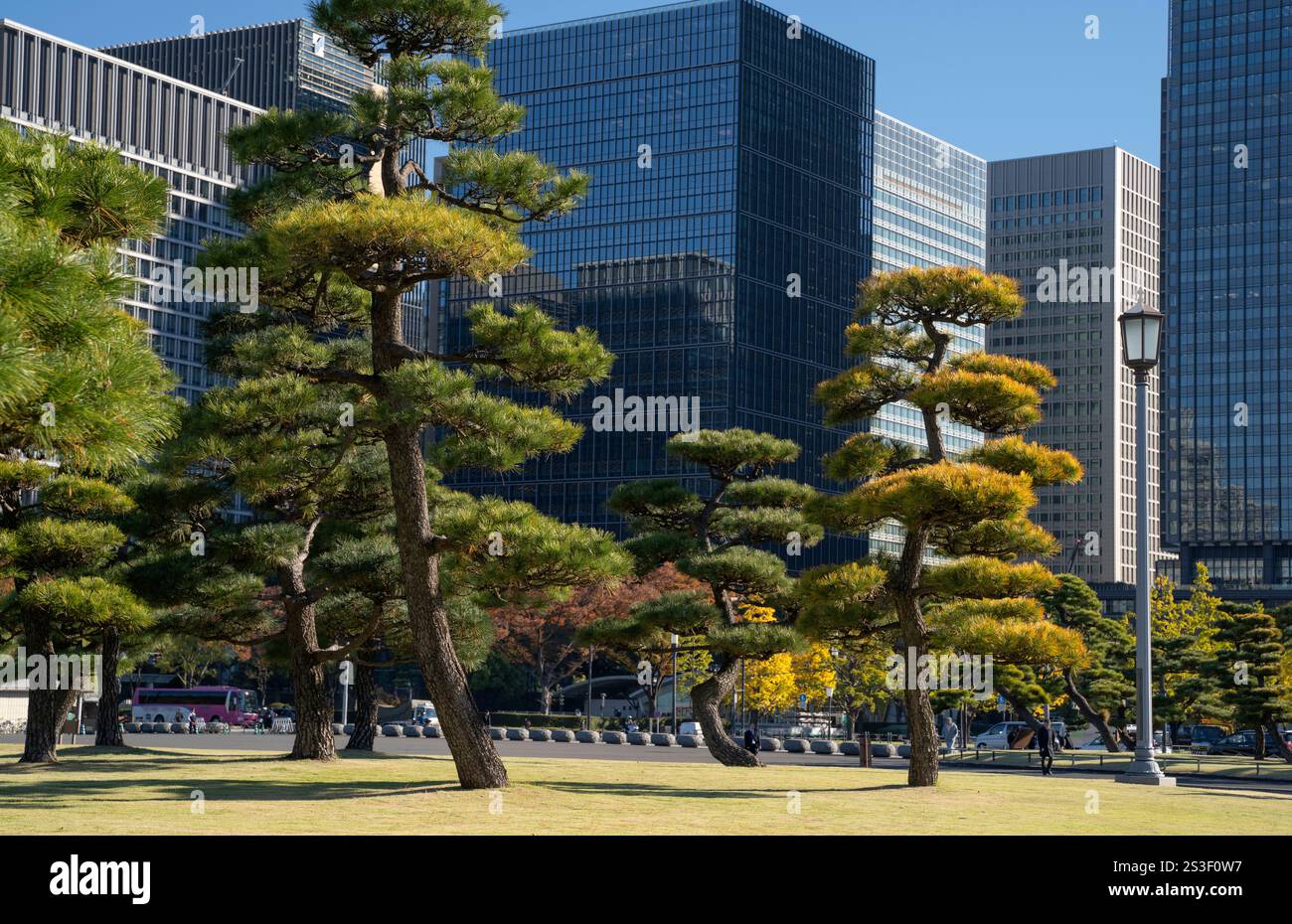 Pine trees in outer garden Imperial Palace with high building ...