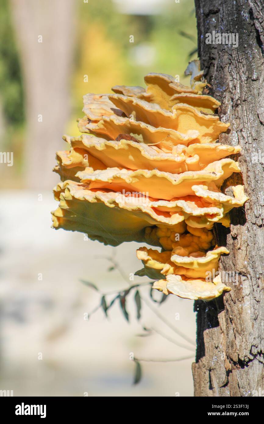 Yellow mushroom on a tree. Polypore fungus. Forest plant closeup Stock ...