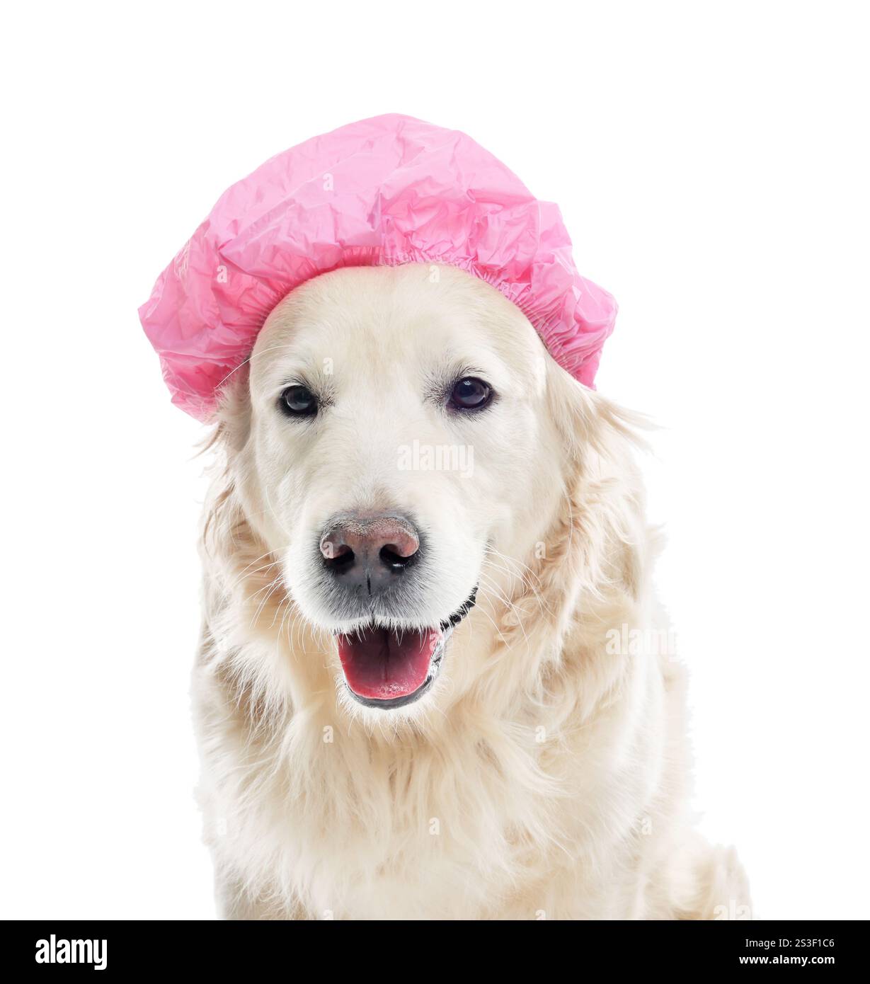 Cute dog in pink shower cap on white background Stock Photo - Alamy