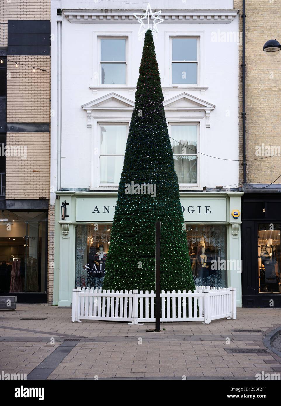 Christmas tree by the market square, Cambridge, England, 2024 Stock ...