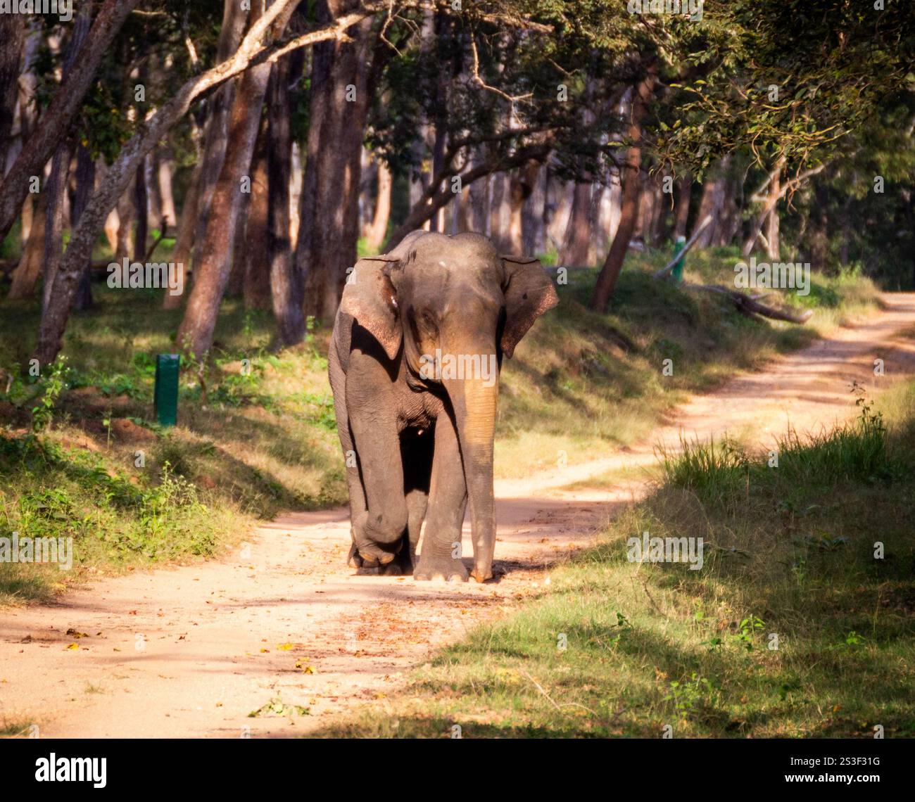 An elephant spotted walking in middle of the forest in a jungle safari ...