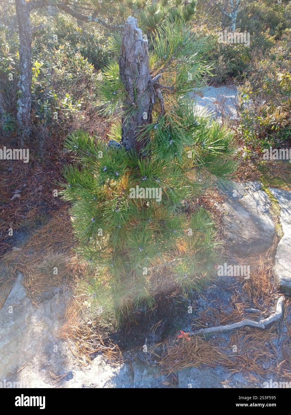 pitch pine (Pinus rigida Stock Photo - Alamy