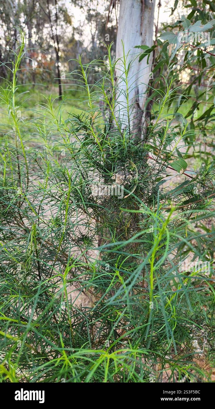 Shiny Cassinia (Cassinia longifolia Stock Photo - Alamy