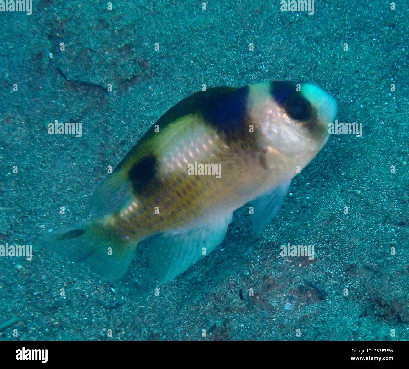 Blackbanded Damsel (Amblypomacentrus breviceps Stock Photo - Alamy