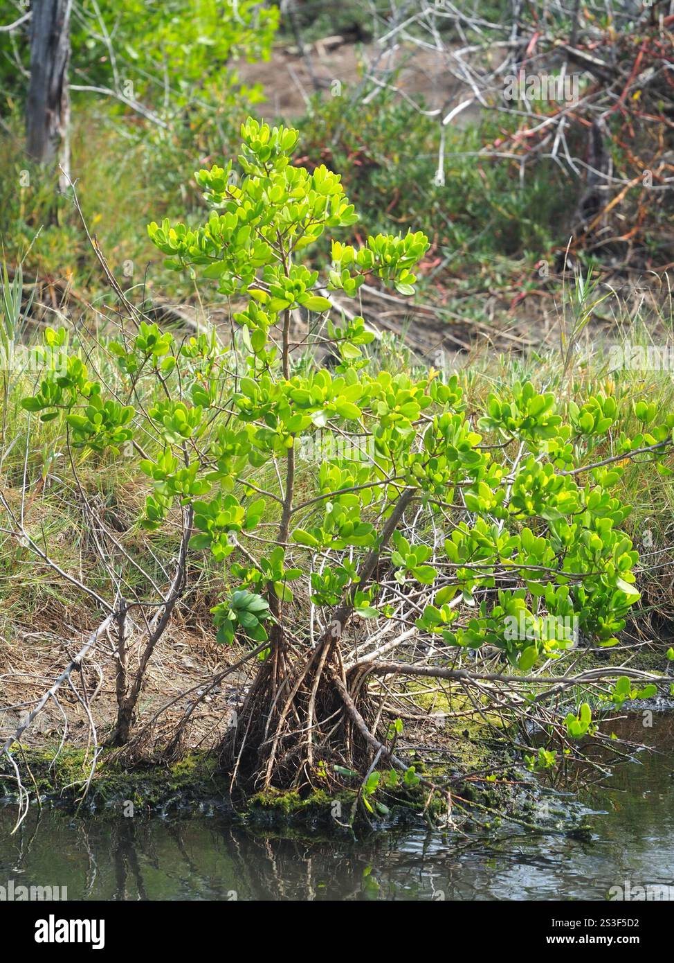 White-flowered black mangrove (Lumnitzera racemosa Stock Photo - Alamy