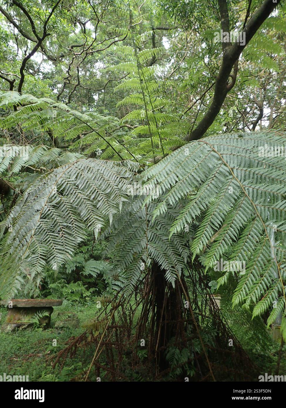 Spiny Tree Fern (Alsophila spinulosa Stock Photo - Alamy