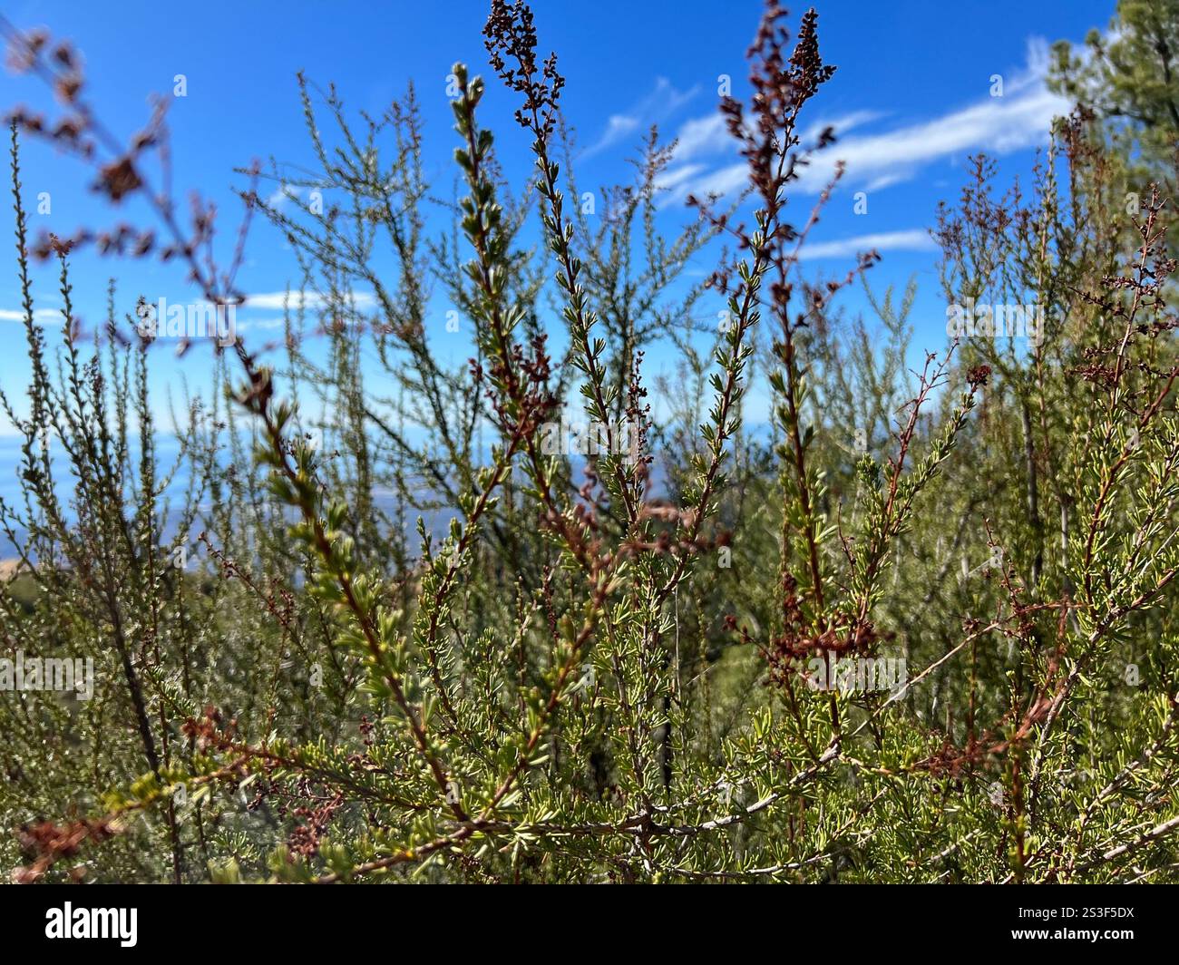 chamise (Adenostoma fasciculatum Stock Photo - Alamy