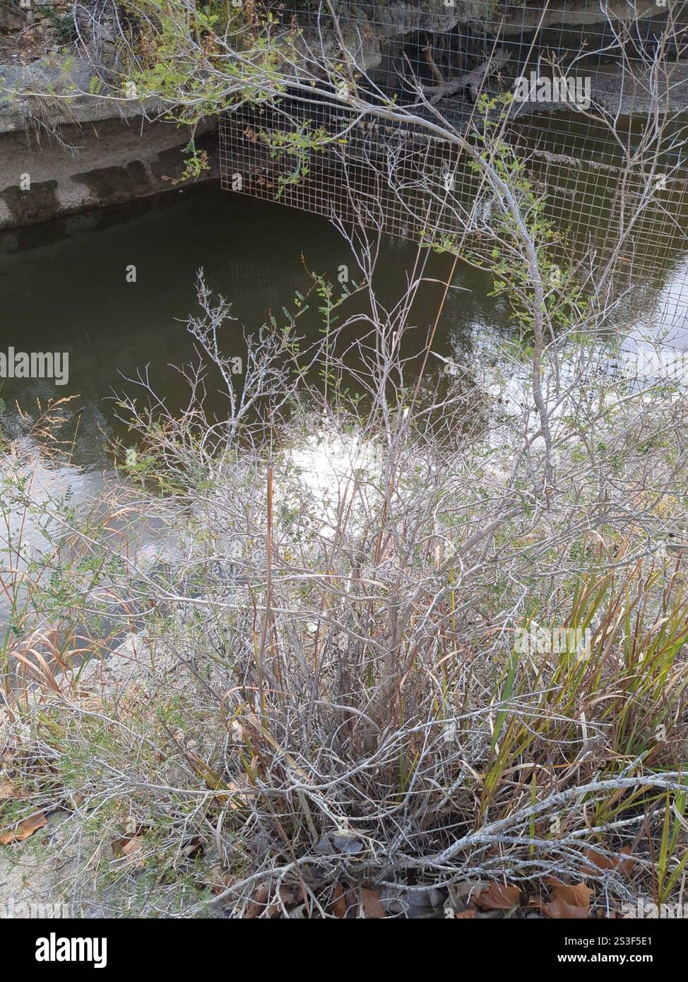 Texas Kidneywood (Eysenhardtia texana Stock Photo - Alamy