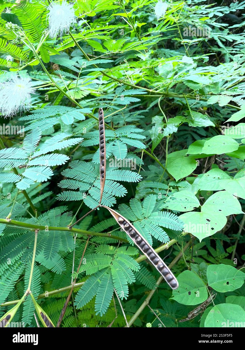 Acacias, Mimosas, mesquites, and allies (Mimosoideae Stock Photo - Alamy