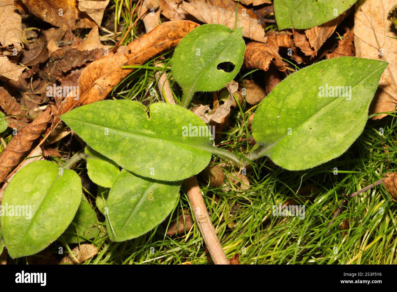 Lungwort (Pulmonaria officinalis Stock Photo - Alamy