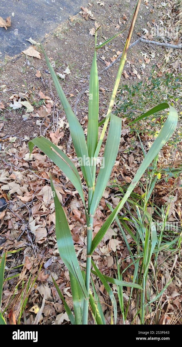 giant reed (Arundo donax Stock Photo - Alamy