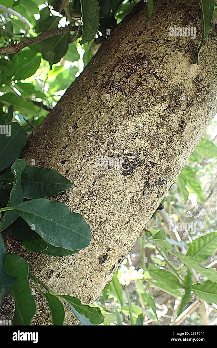 Cape Holly (Ilex mitis Stock Photo - Alamy