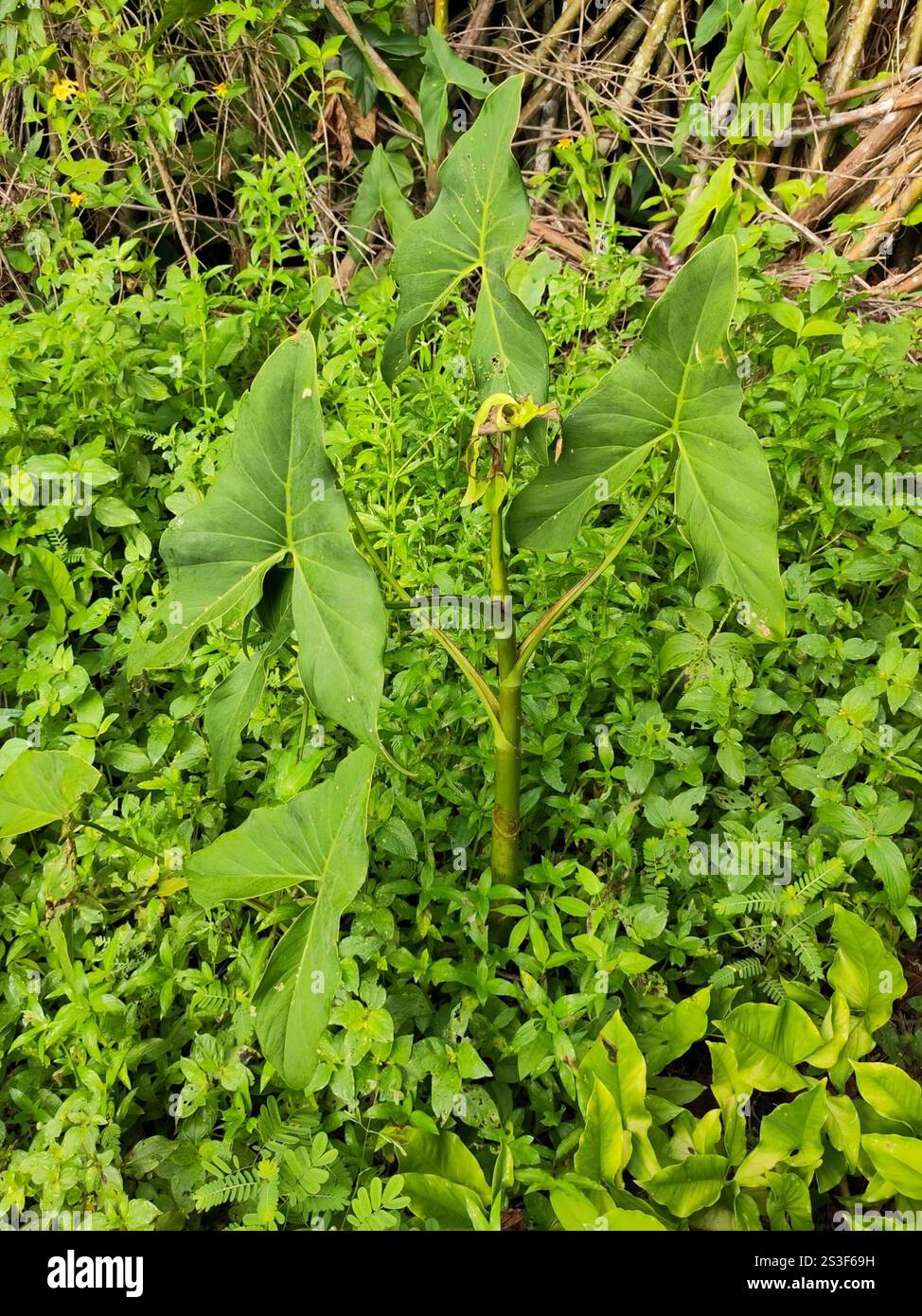 Yautia madera hi-res stock photography and images - Alamy