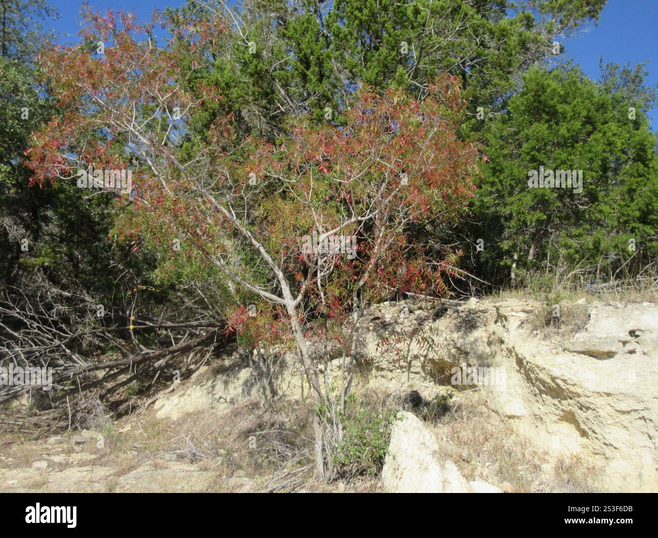 Prairie flameleaf sumac (Rhus lanceolata Stock Photo - Alamy