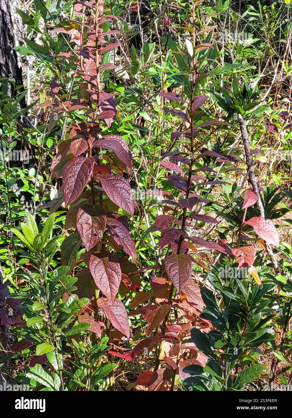 southern wild raisin (Viburnum nudum Stock Photo - Alamy