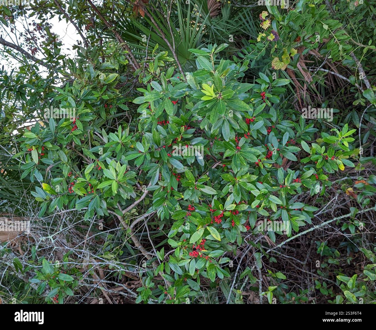 dahoon holly (Ilex cassine Stock Photo - Alamy