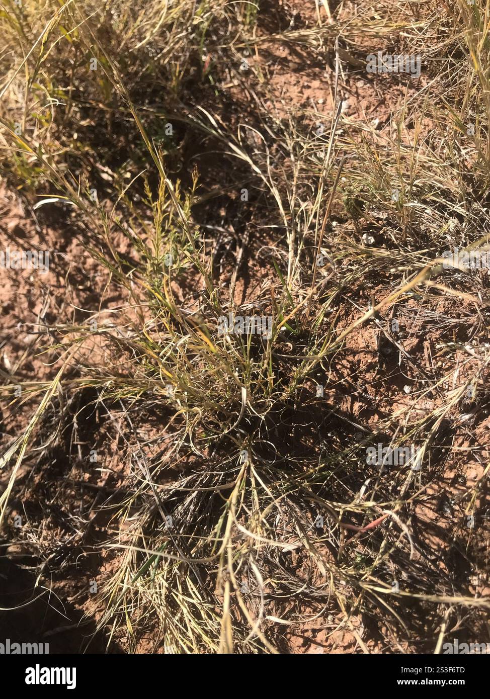 burrograss (Scleropogon brevifolius Stock Photo - Alamy