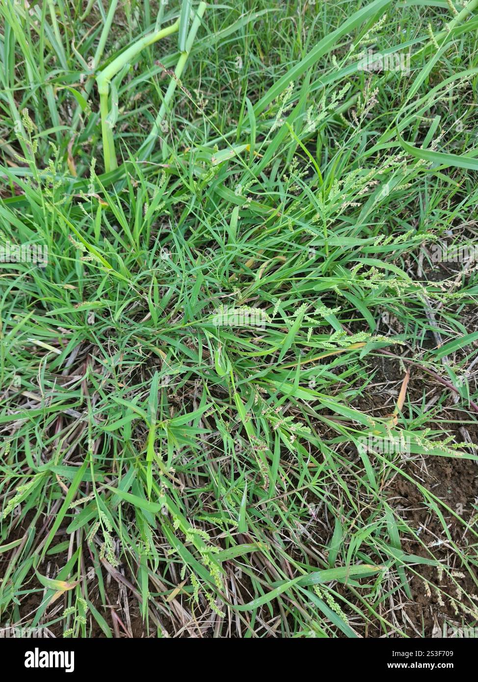 Jungle Rice (Echinochloa colonum Stock Photo - Alamy