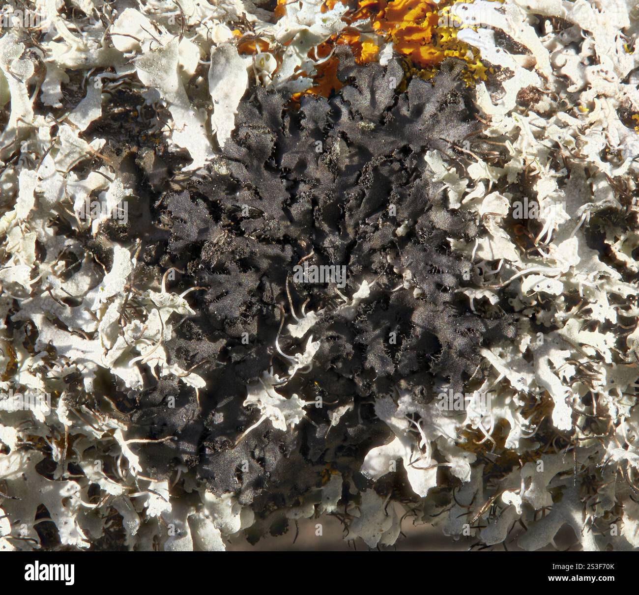 Powder-tipped Shadow Lichen (Phaeophyscia adiastola Stock Photo - Alamy