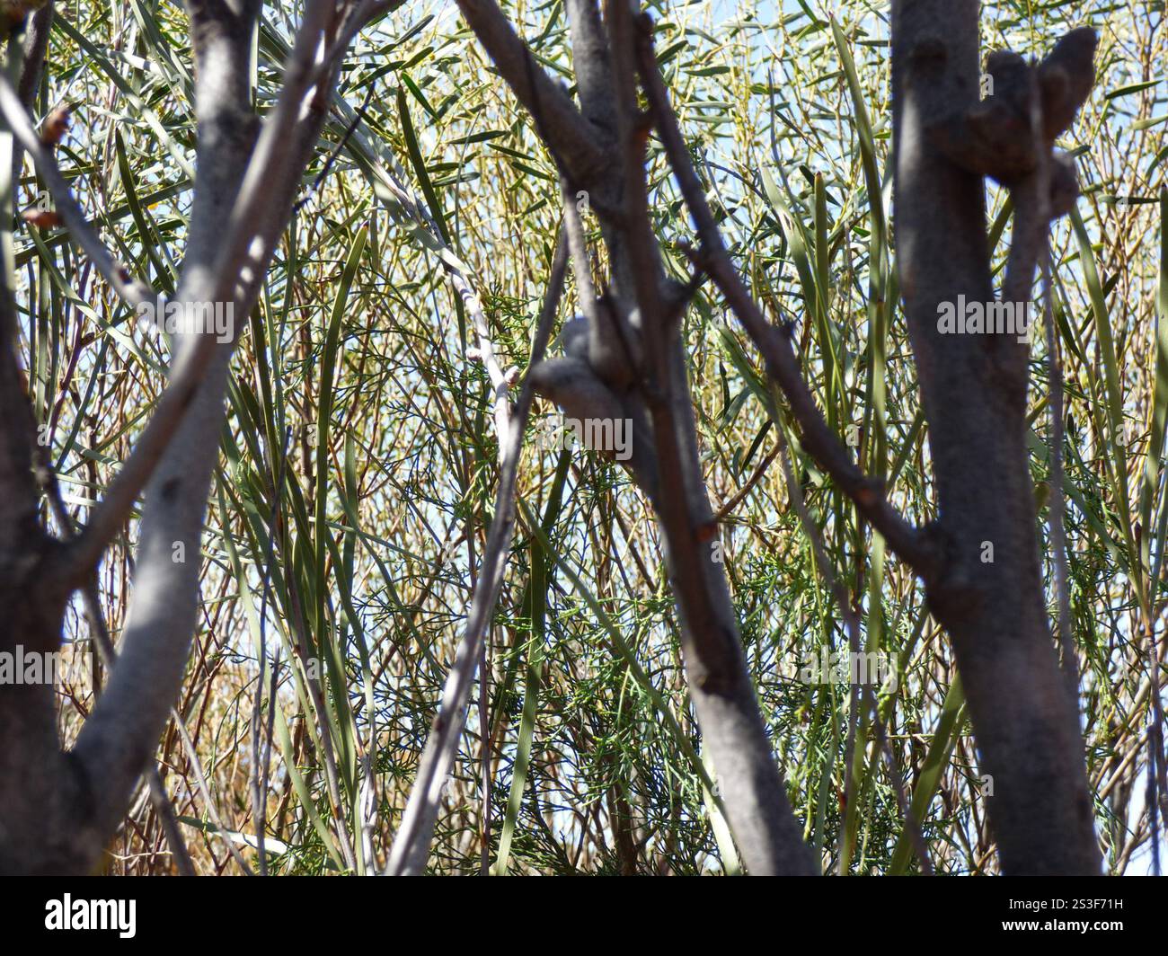 Emu Tree (Hakea francisiana Stock Photo - Alamy