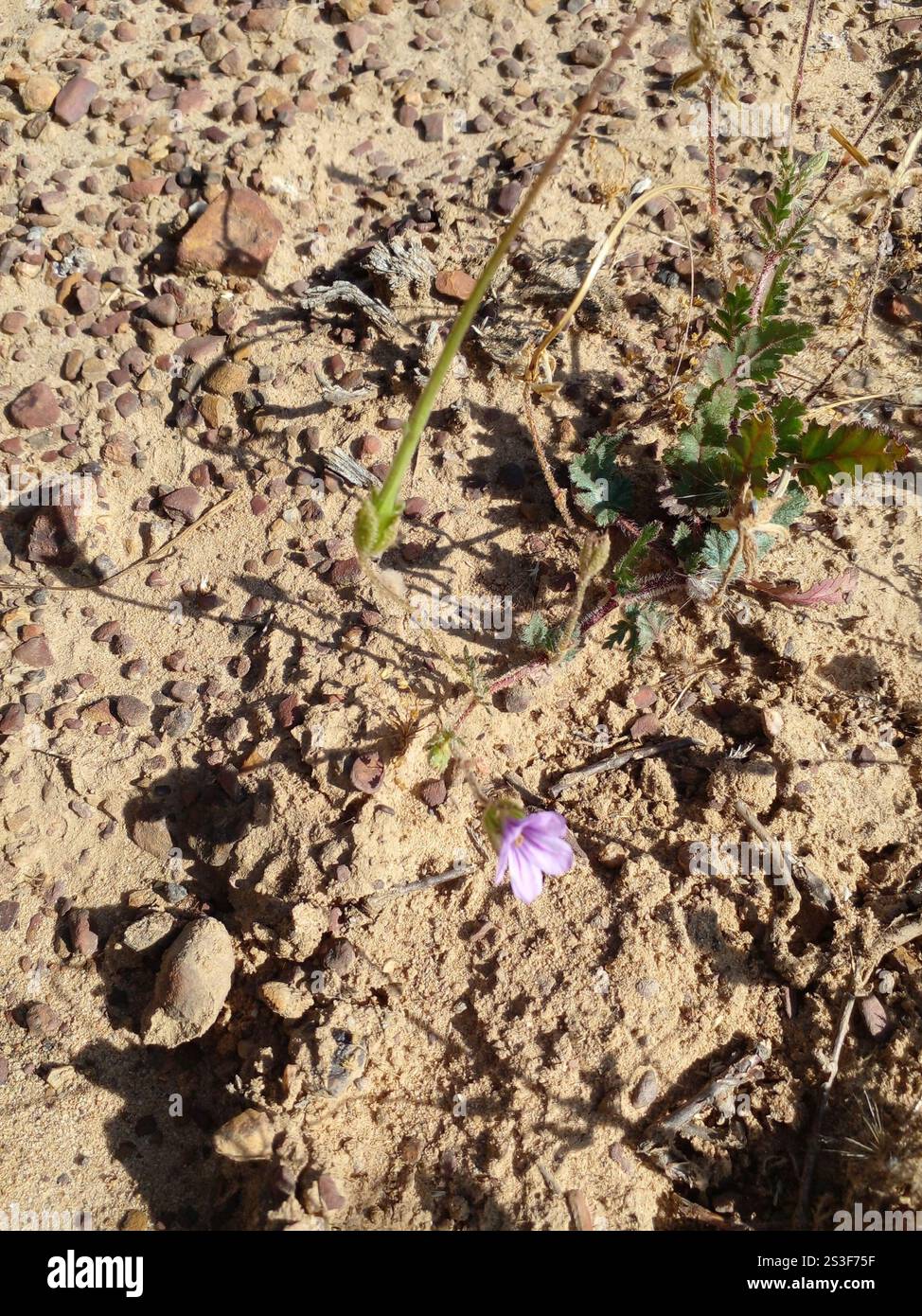 Mediterranean Stork's-bill (Erodium botrys Stock Photo - Alamy