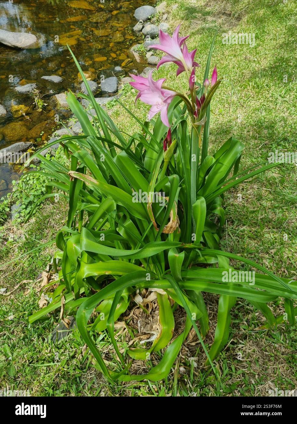 Little Black Caddisflies (Chimarra Stock Photo - Alamy