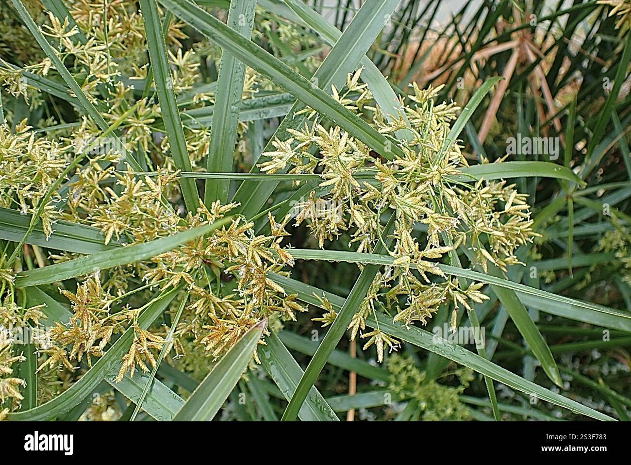 Mat Sedge (Cyperus textilis Stock Photo - Alamy