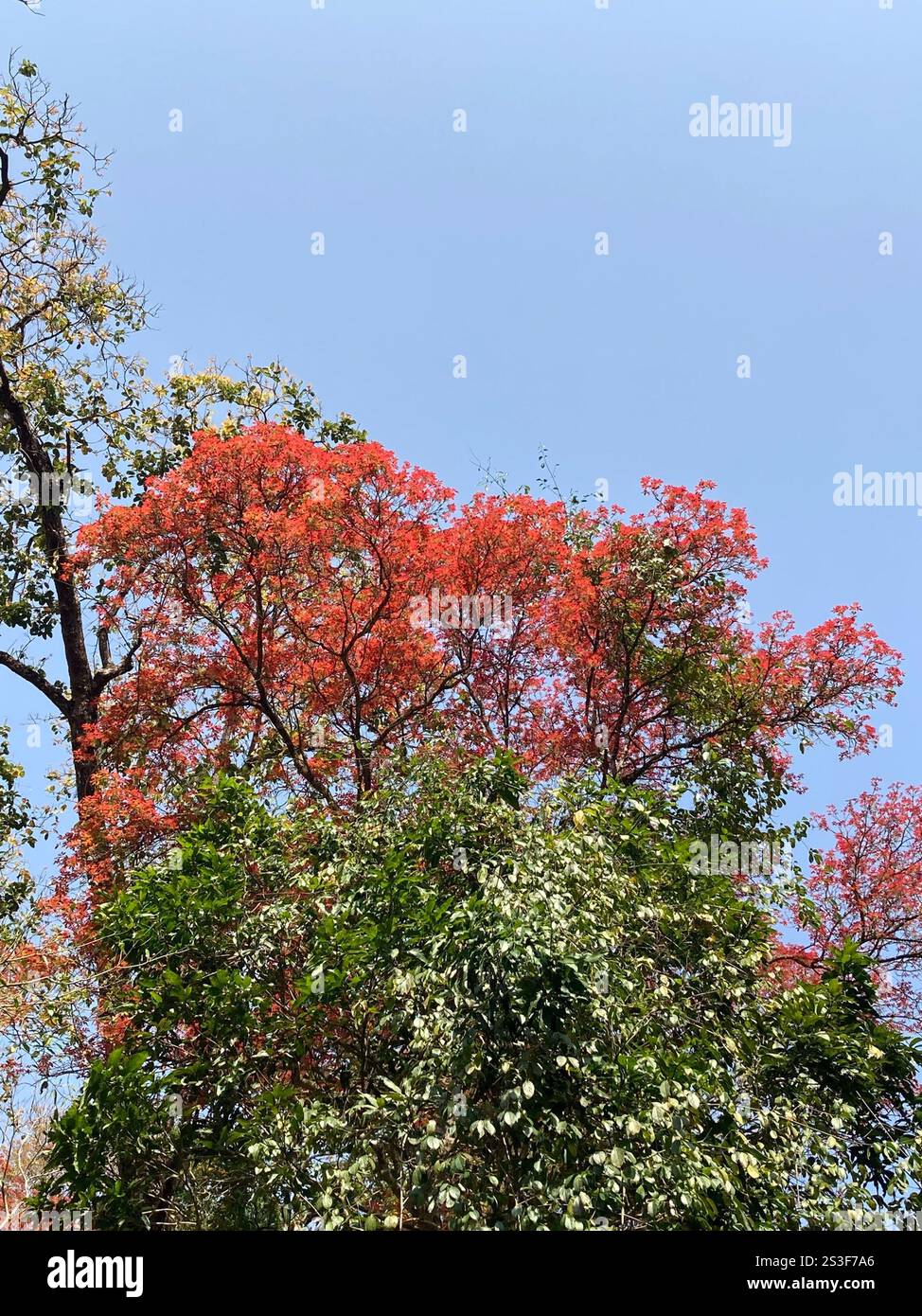 Ceylon Oak (Schleichera oleosa Stock Photo - Alamy