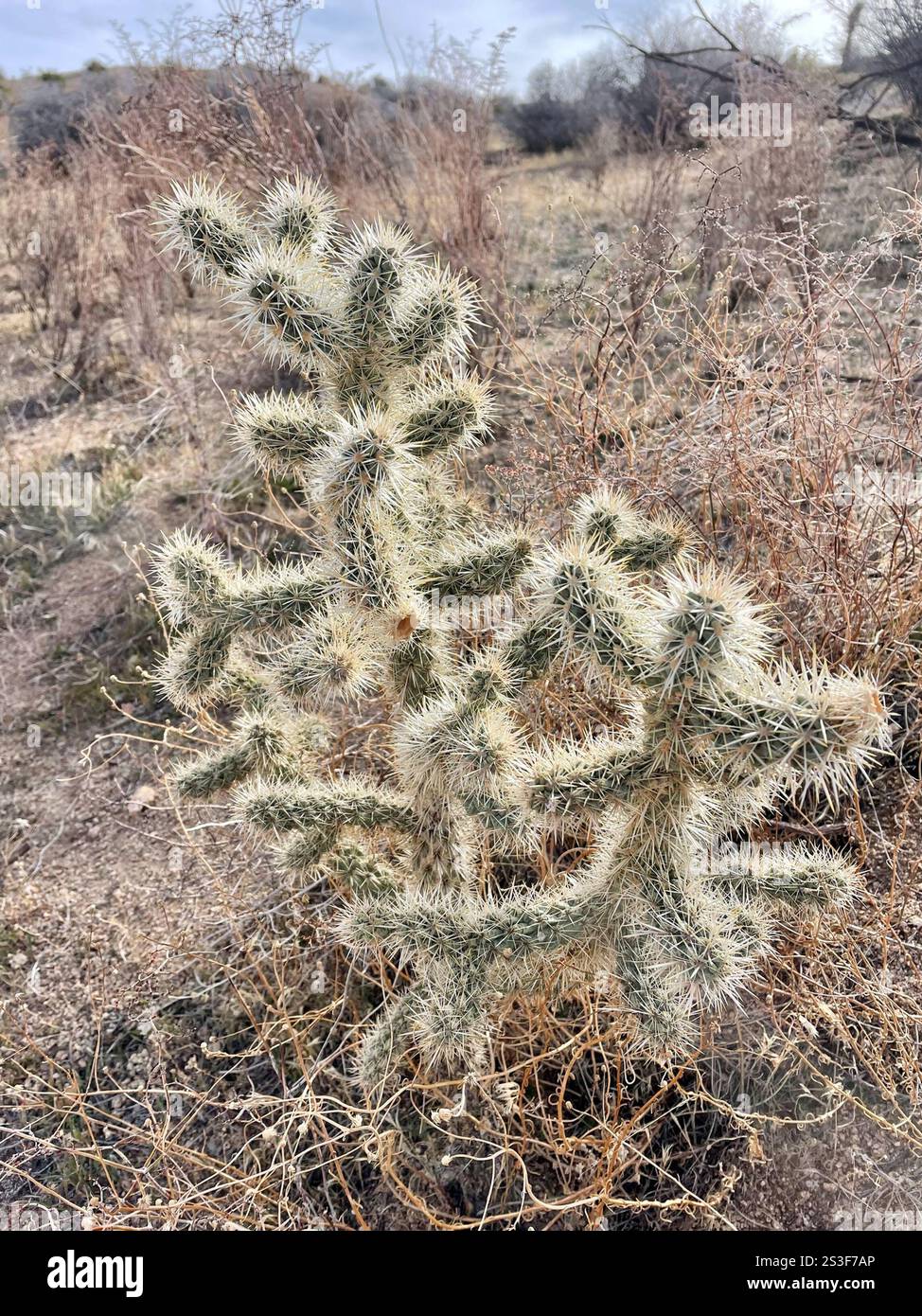 Silver Cholla (Cylindropuntia echinocarpa Stock Photo - Alamy