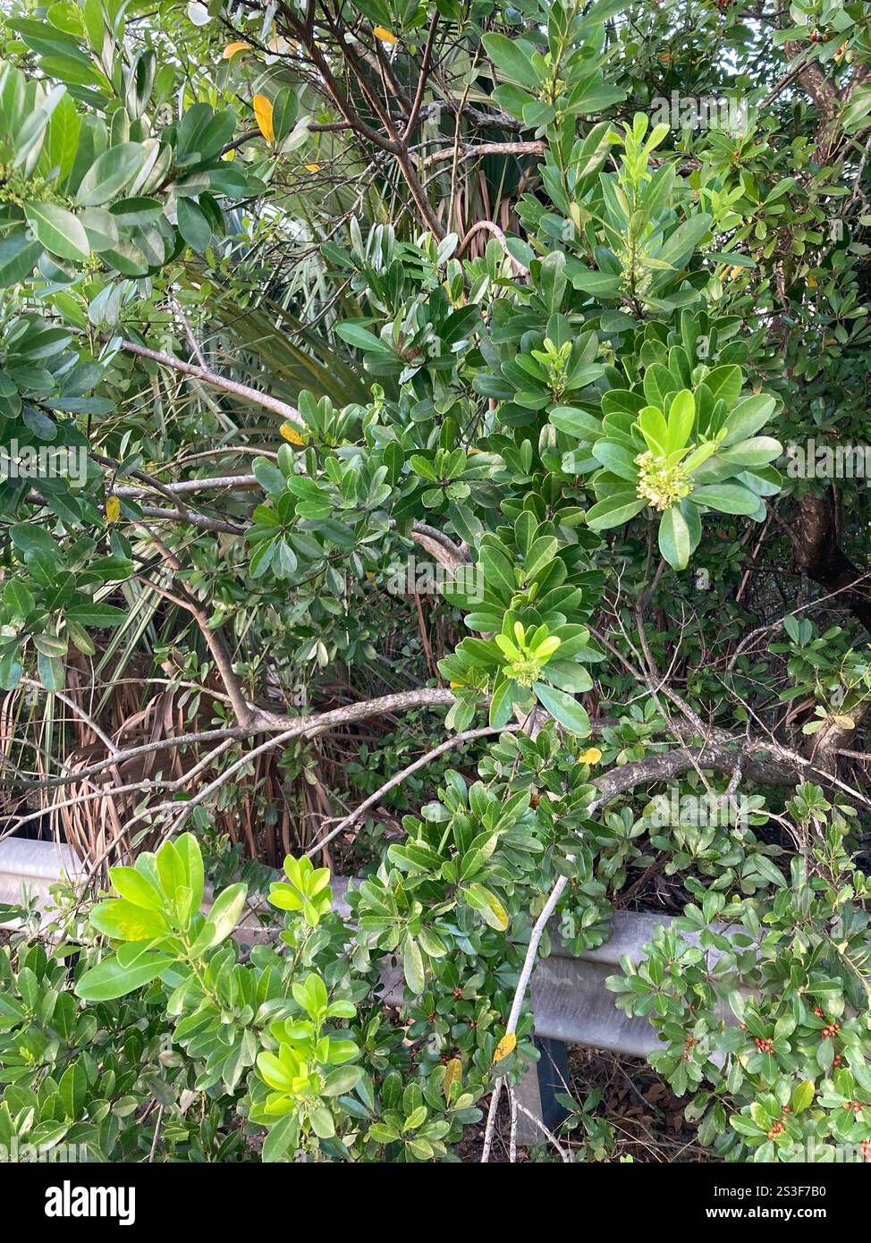 dahoon holly (Ilex cassine Stock Photo - Alamy