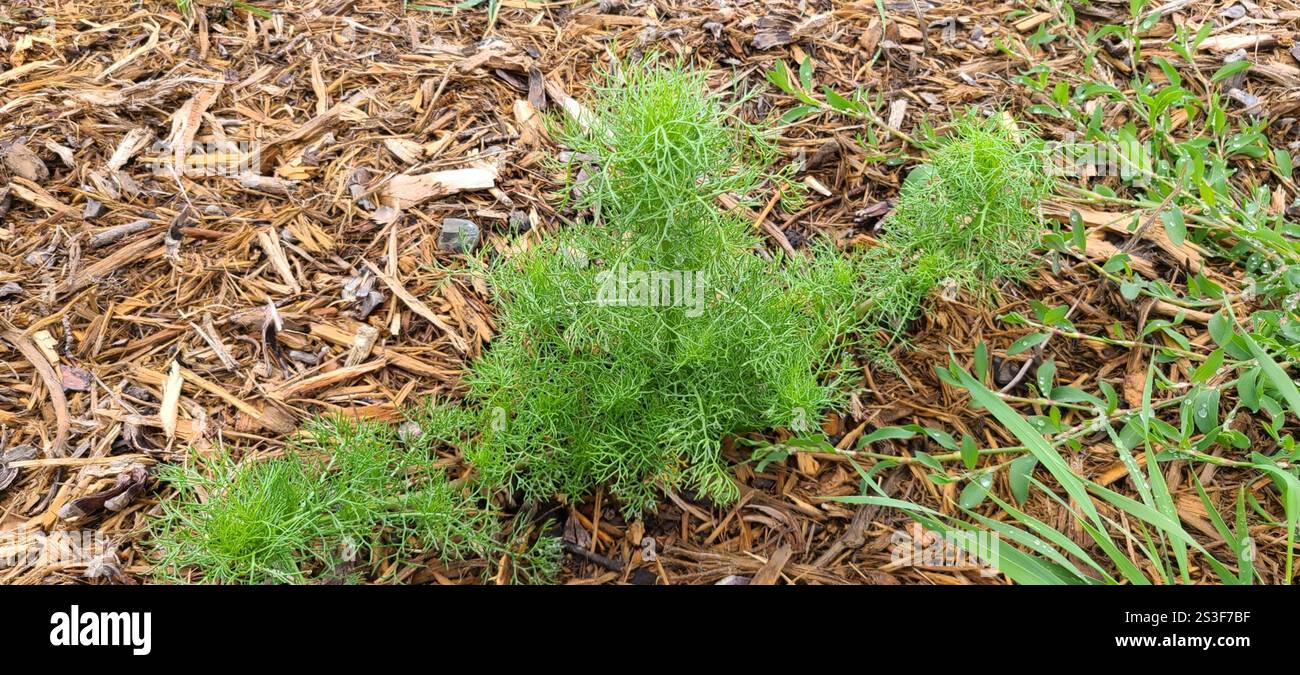 scentless mayweed (Tripleurospermum inodorum Stock Photo - Alamy