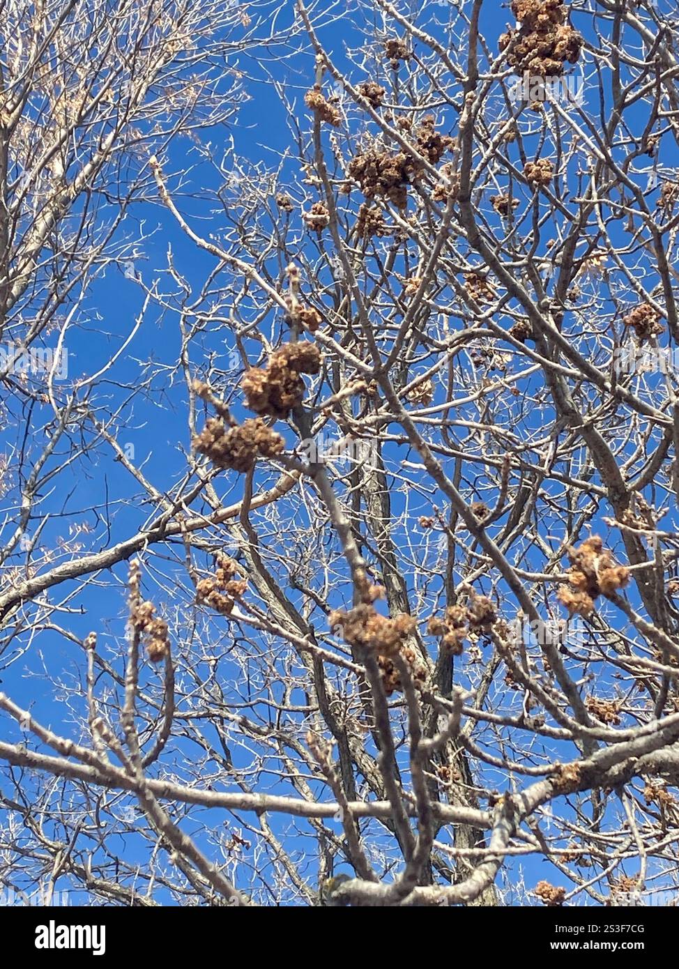 Ash Flower Gall Mite (Aceria fraxiniflora Stock Photo - Alamy