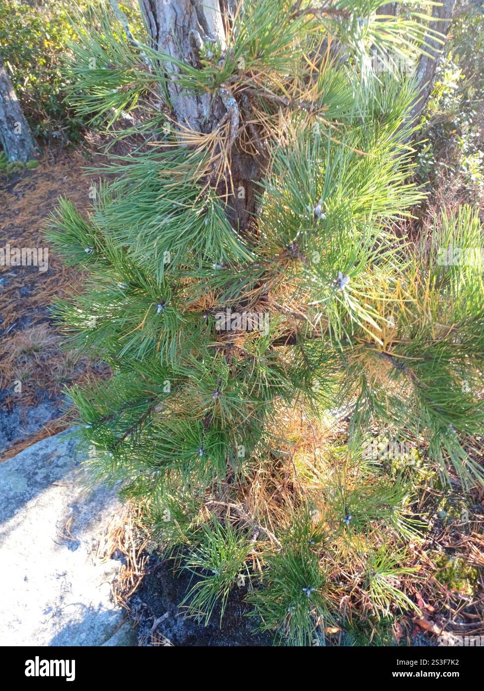 pitch pine (Pinus rigida Stock Photo - Alamy