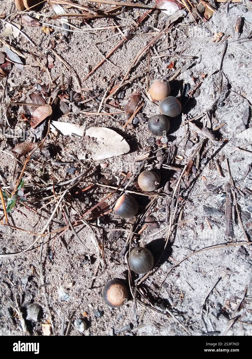water oak (Quercus nigra Stock Photo - Alamy