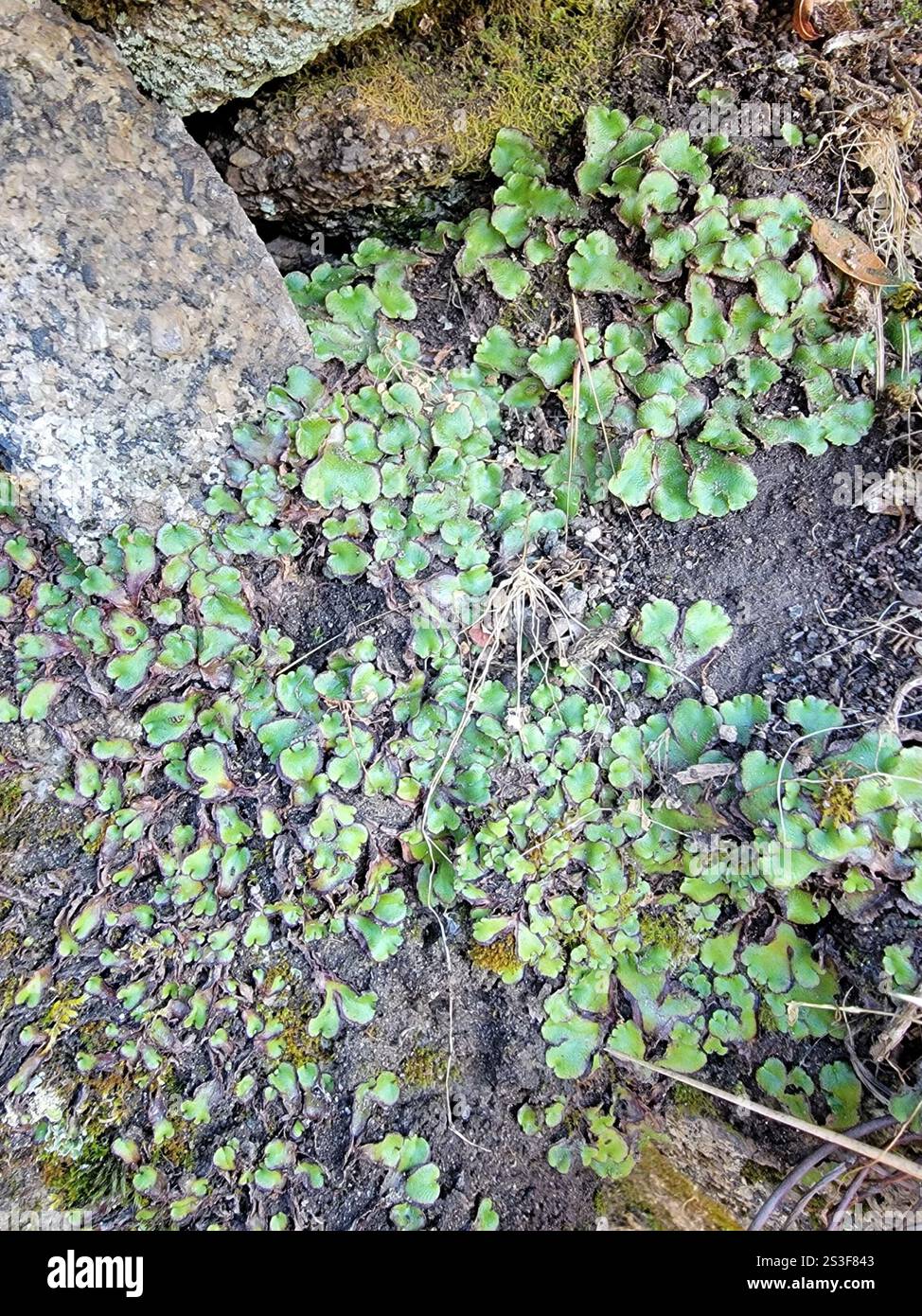 California asterella (Asterella californica Stock Photo - Alamy