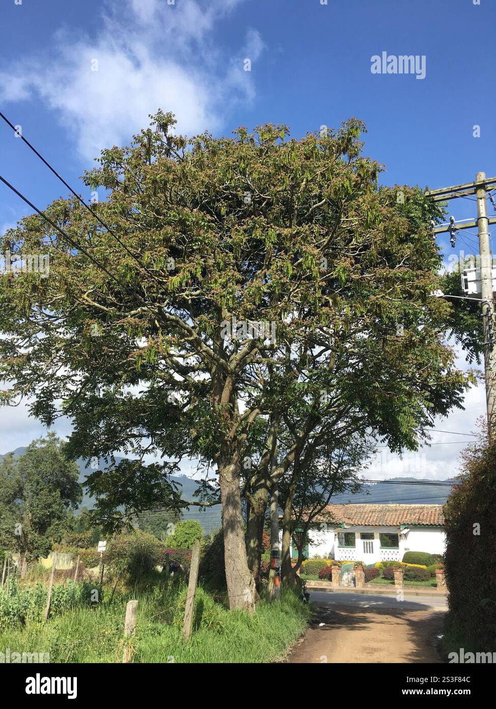 Andean Walnut (Juglans neotropica Stock Photo - Alamy