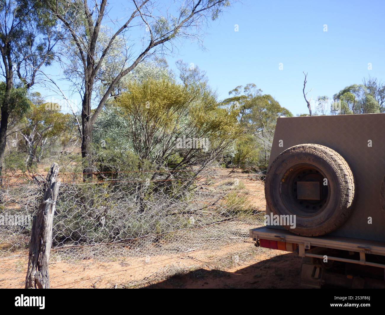 desert broombush (Templetonia egena Stock Photo - Alamy