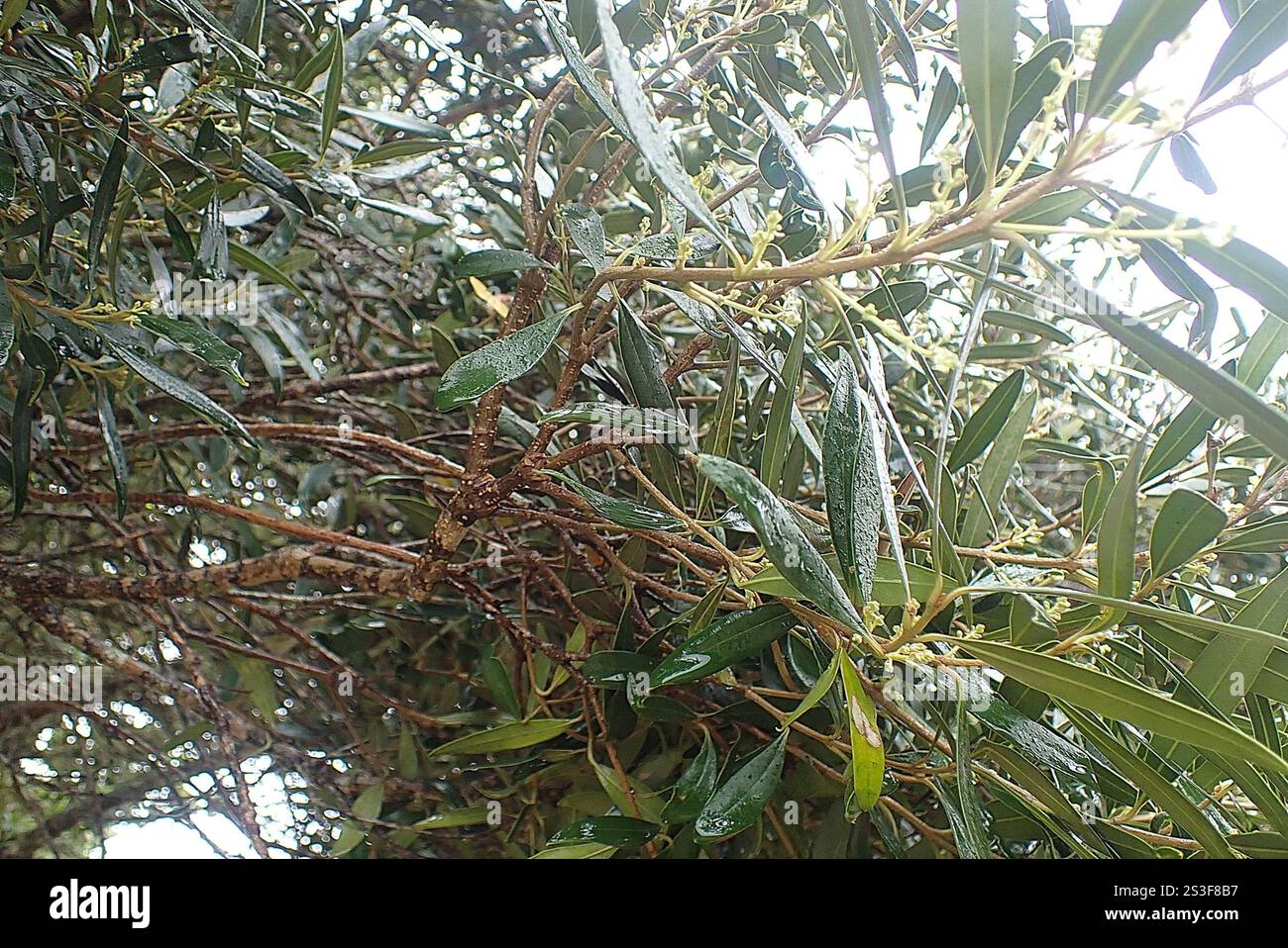 African Olive (Olea europaea africana Stock Photo - Alamy