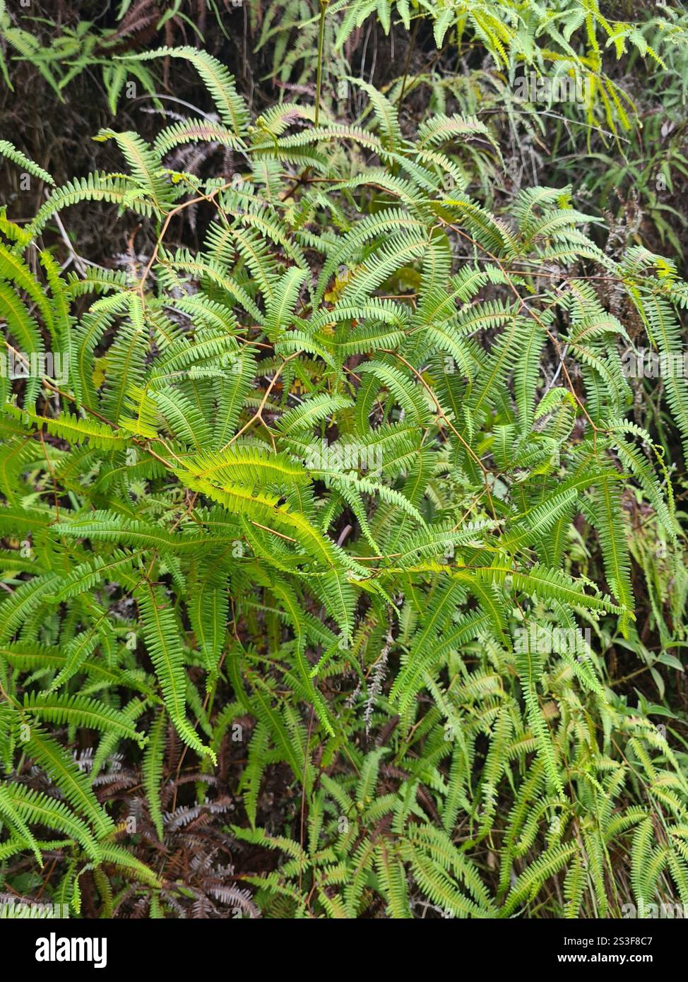 Gleichenella pectinata hi-res stock photography and images - Alamy
