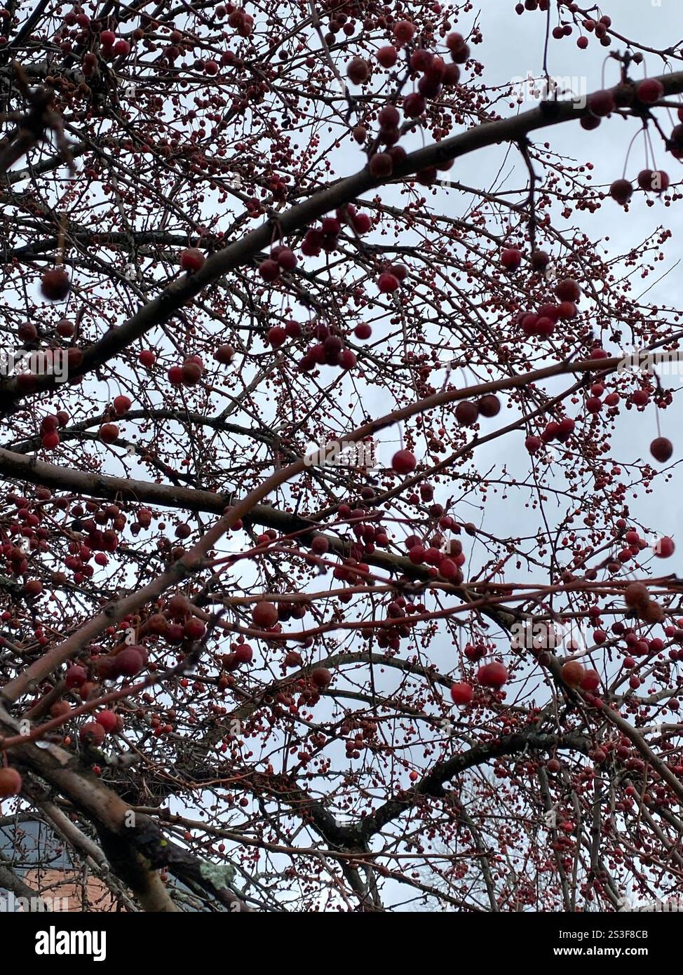 Siberian crabapple (Malus baccata Stock Photo - Alamy