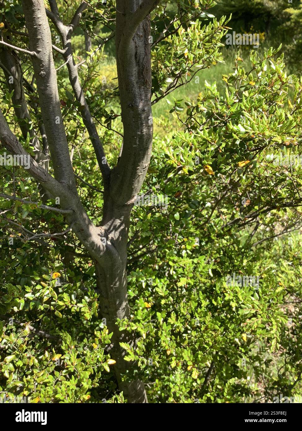 Mountain beech (Nothofagus cliffortioides Stock Photo - Alamy