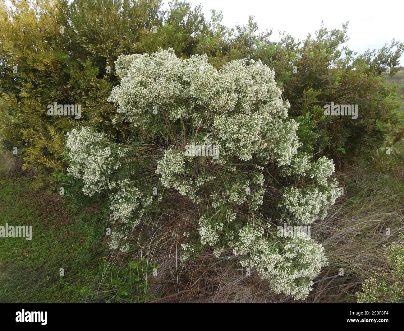 groundsel tree (Baccharis halimifolia Stock Photo - Alamy