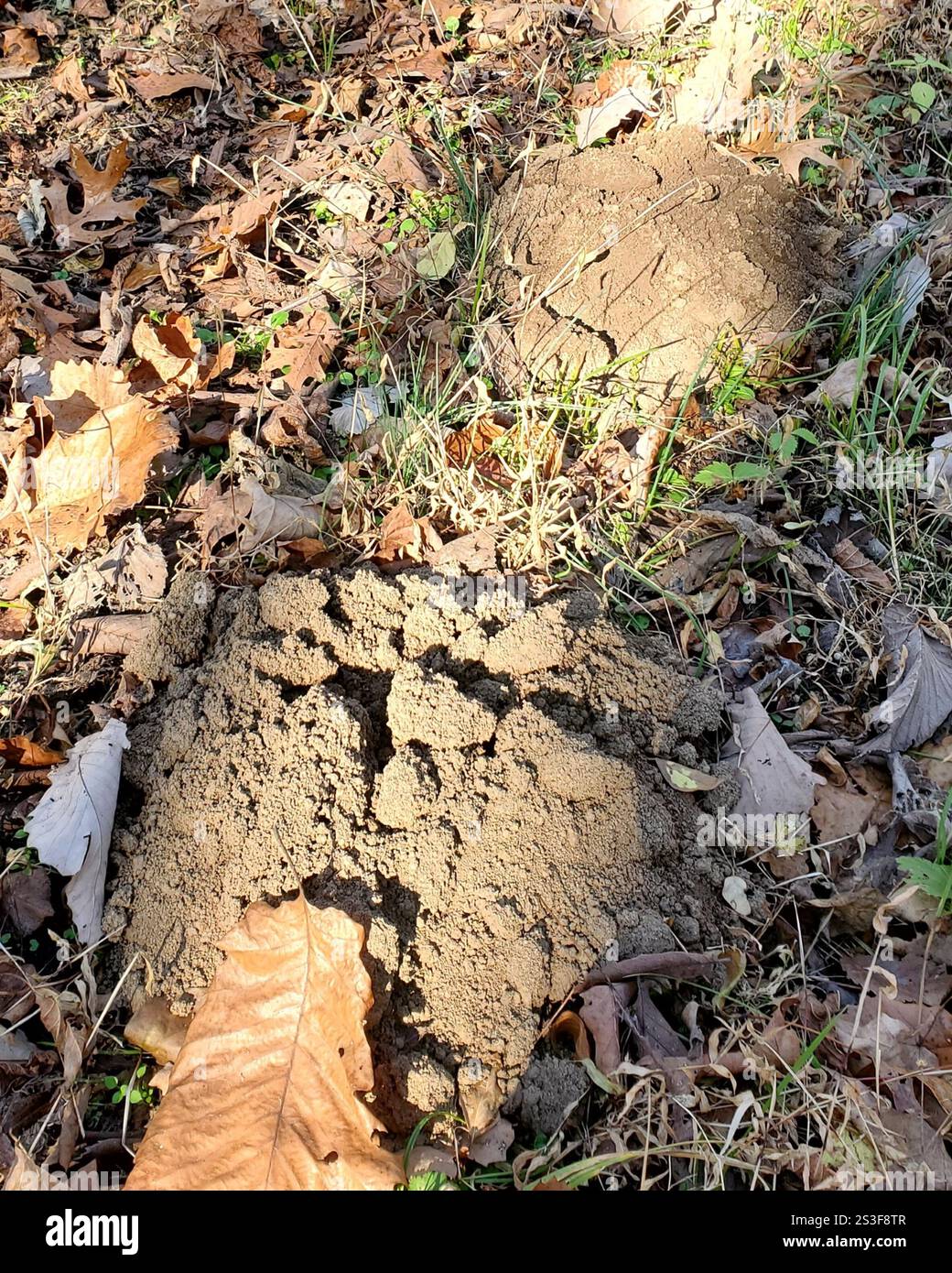 Eastern Mole (Scalopus aquaticus Stock Photo - Alamy