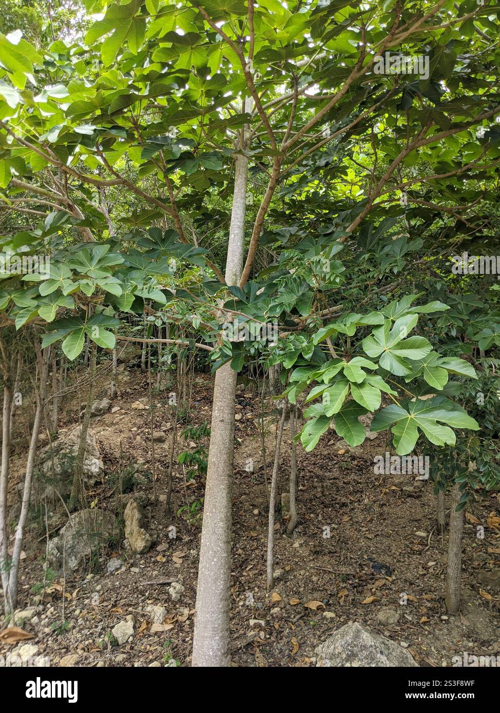 Panama tree (Sterculia apetala Stock Photo - Alamy