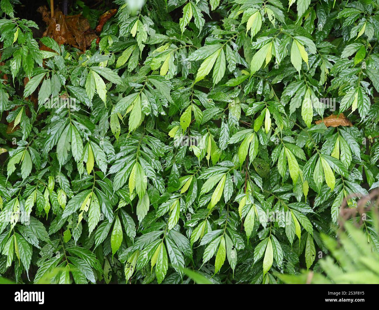 Large lineolate Elatostema (Elatostema lineolatum Stock Photo - Alamy
