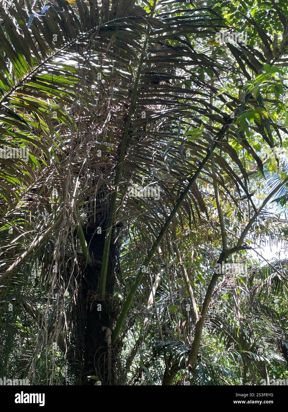Sugar Palm (Arenga pinnata Stock Photo - Alamy