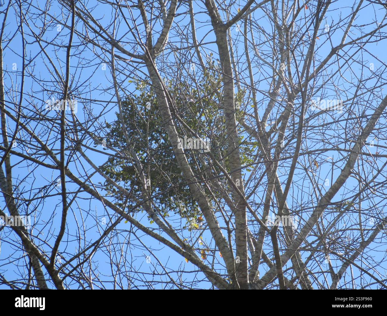 American Mistletoe (Phoradendron leucarpum Stock Photo - Alamy