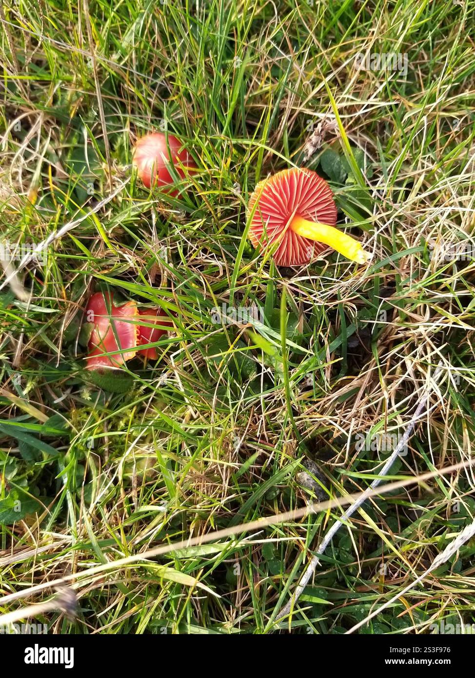 Scarlet Waxy Cap (Hygrocybe coccinea Stock Photo - Alamy