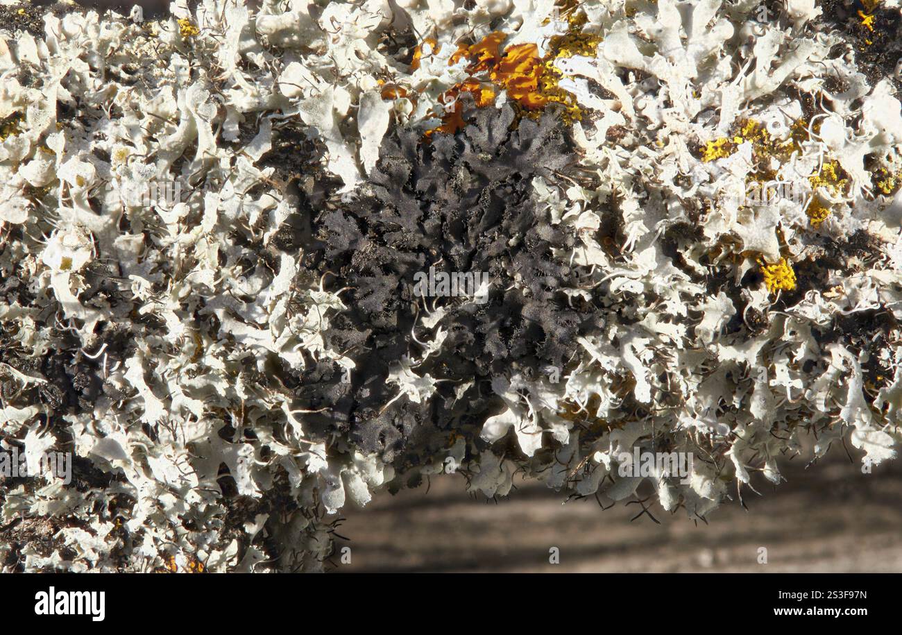 Powder-tipped Shadow Lichen (Phaeophyscia adiastola Stock Photo - Alamy